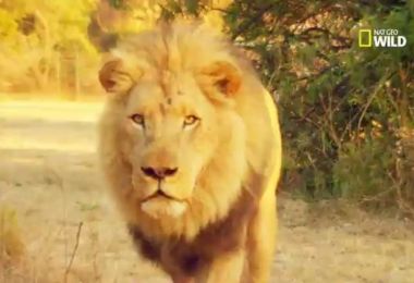 Dissecting a Lion's Run | National Geographic Society