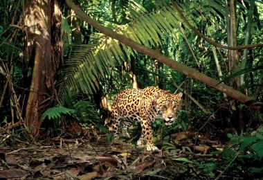 Yasuní National Park | National Geographic Society