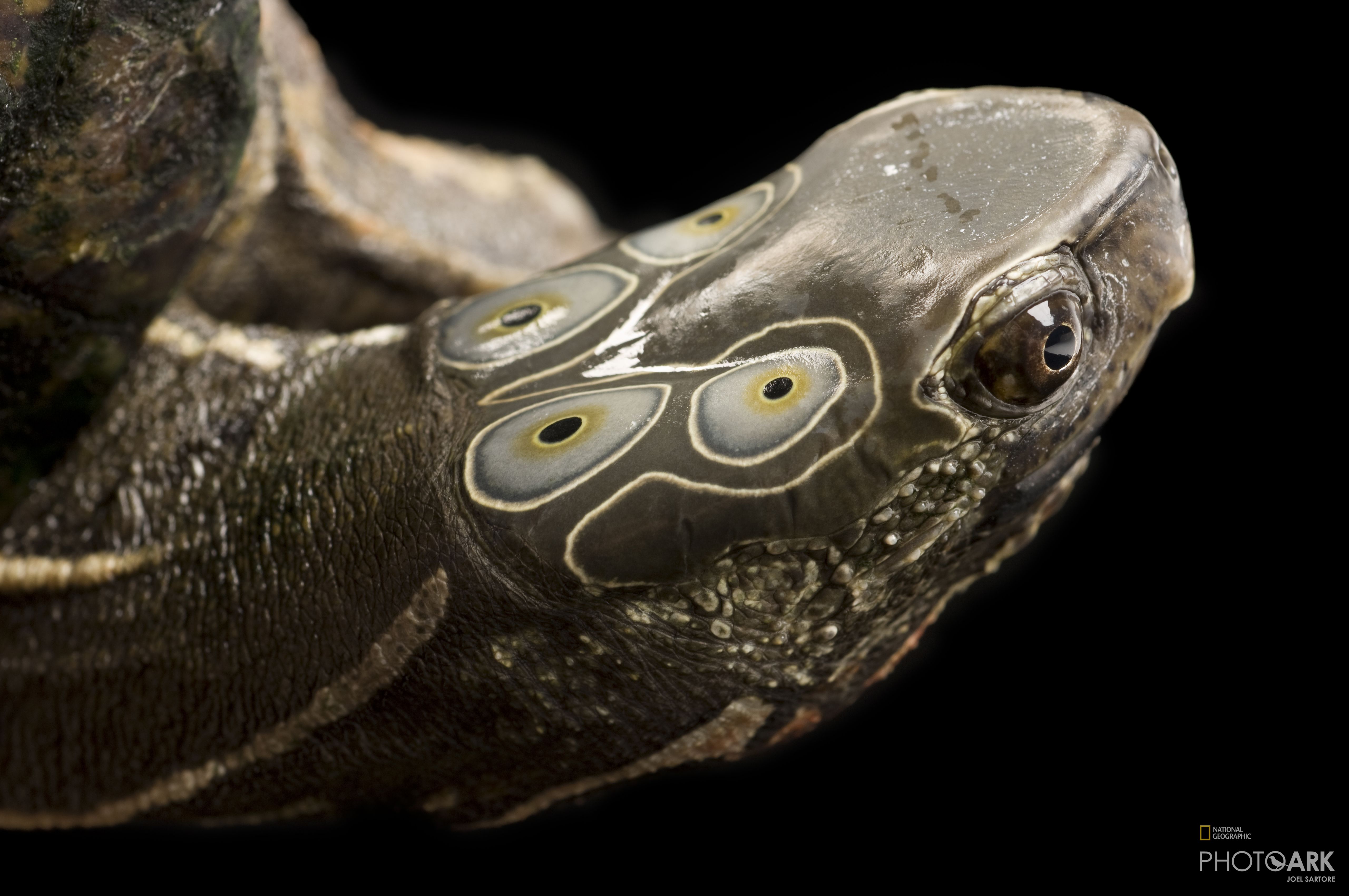 Photo Ark Home Four-Eyed Turtle | National Geographic Society