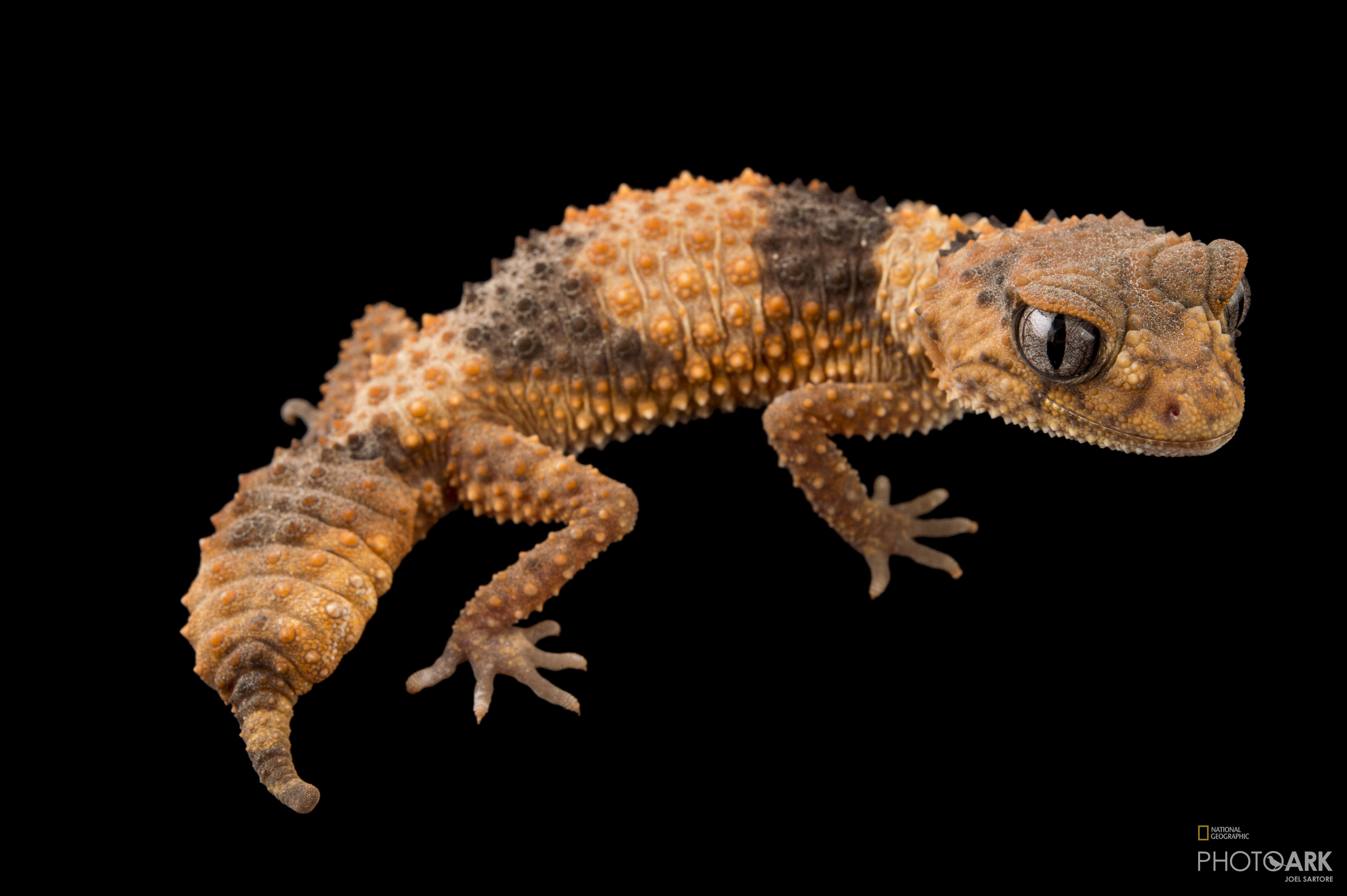 Photo Ark Home Wheeler's Knob Tailed Gecko | National Geographic Society