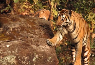 Tigers 101 | National Geographic Society