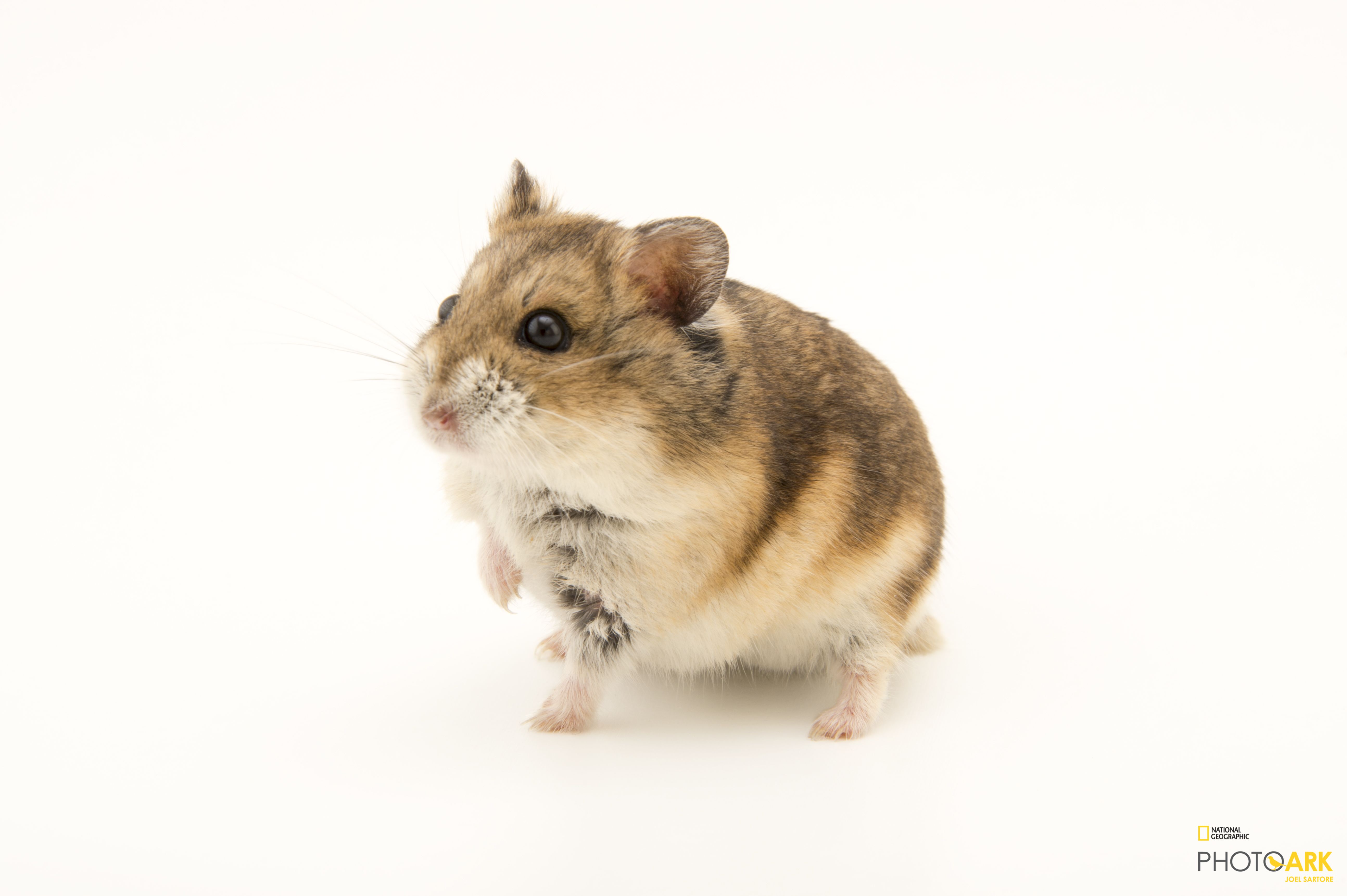 Photo Ark Home Campbell' S Hamster | National Geographic Society