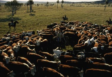 ranching | National Geographic Society