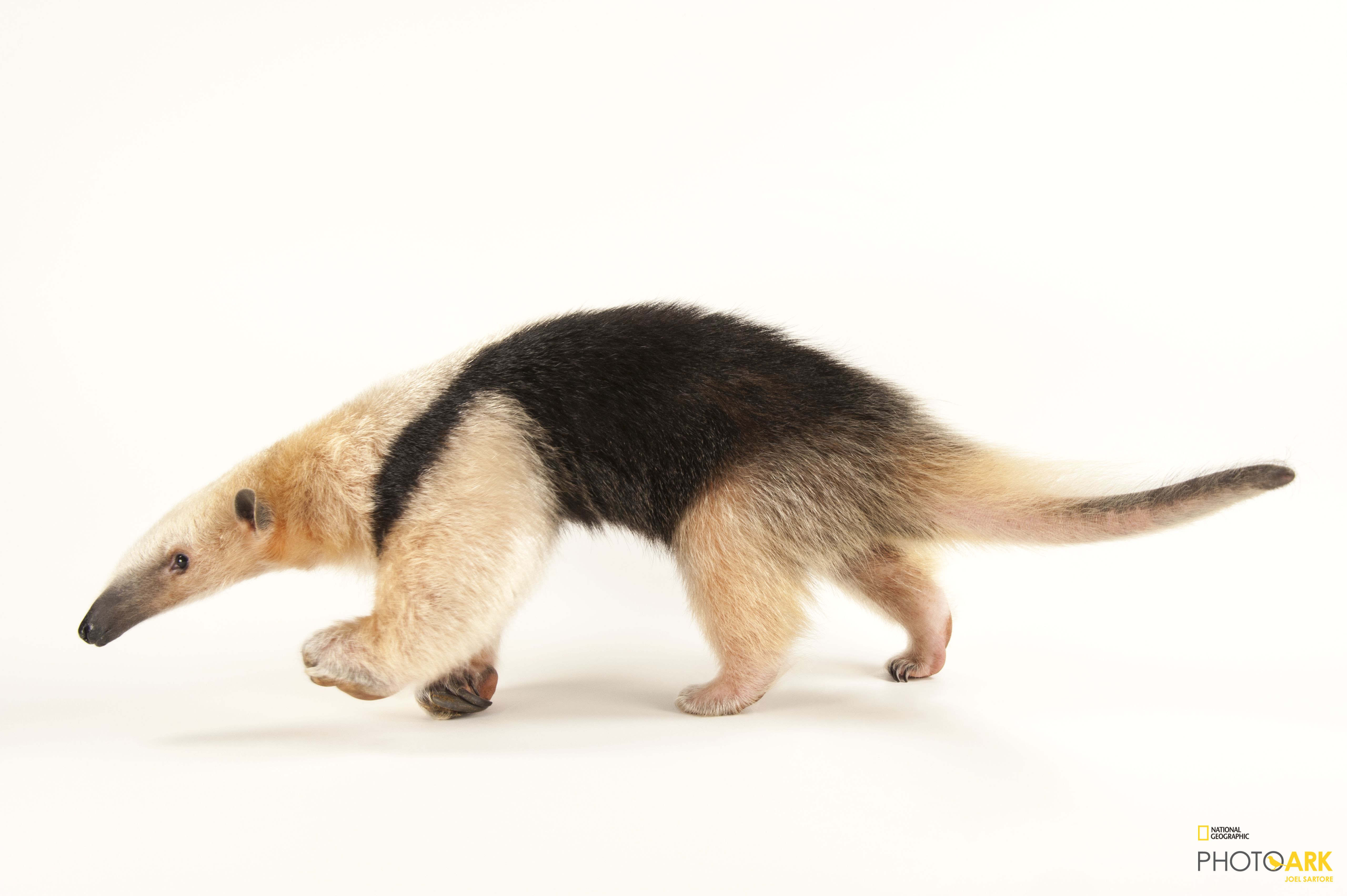 Photo Ark Home Southern Tamandua | National Geographic Society