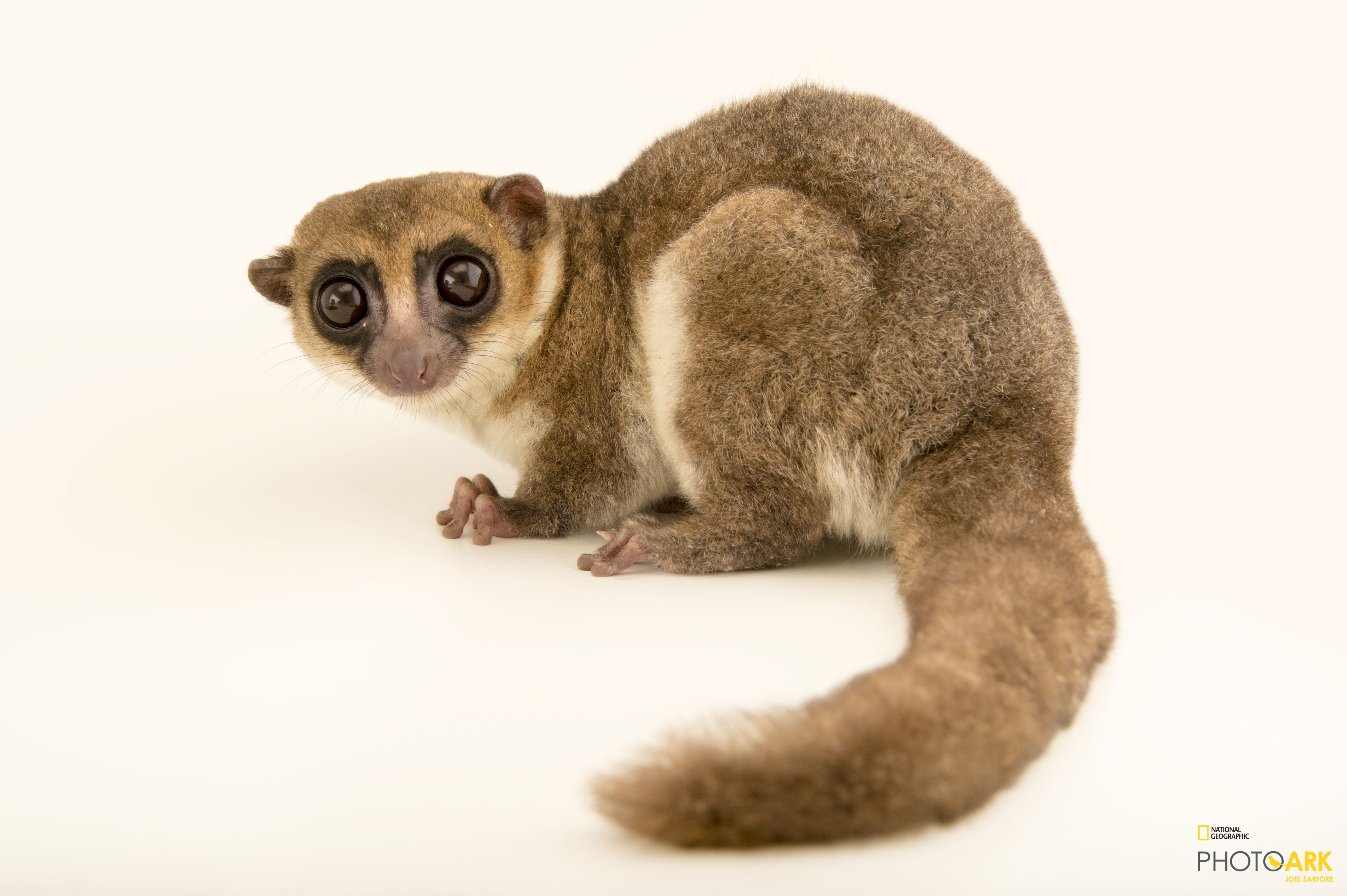Photo Ark Home Greater Dwarf Lemur | National Geographic Society