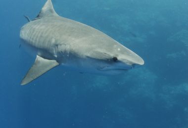 Sharks and Shorelines | National Geographic Society