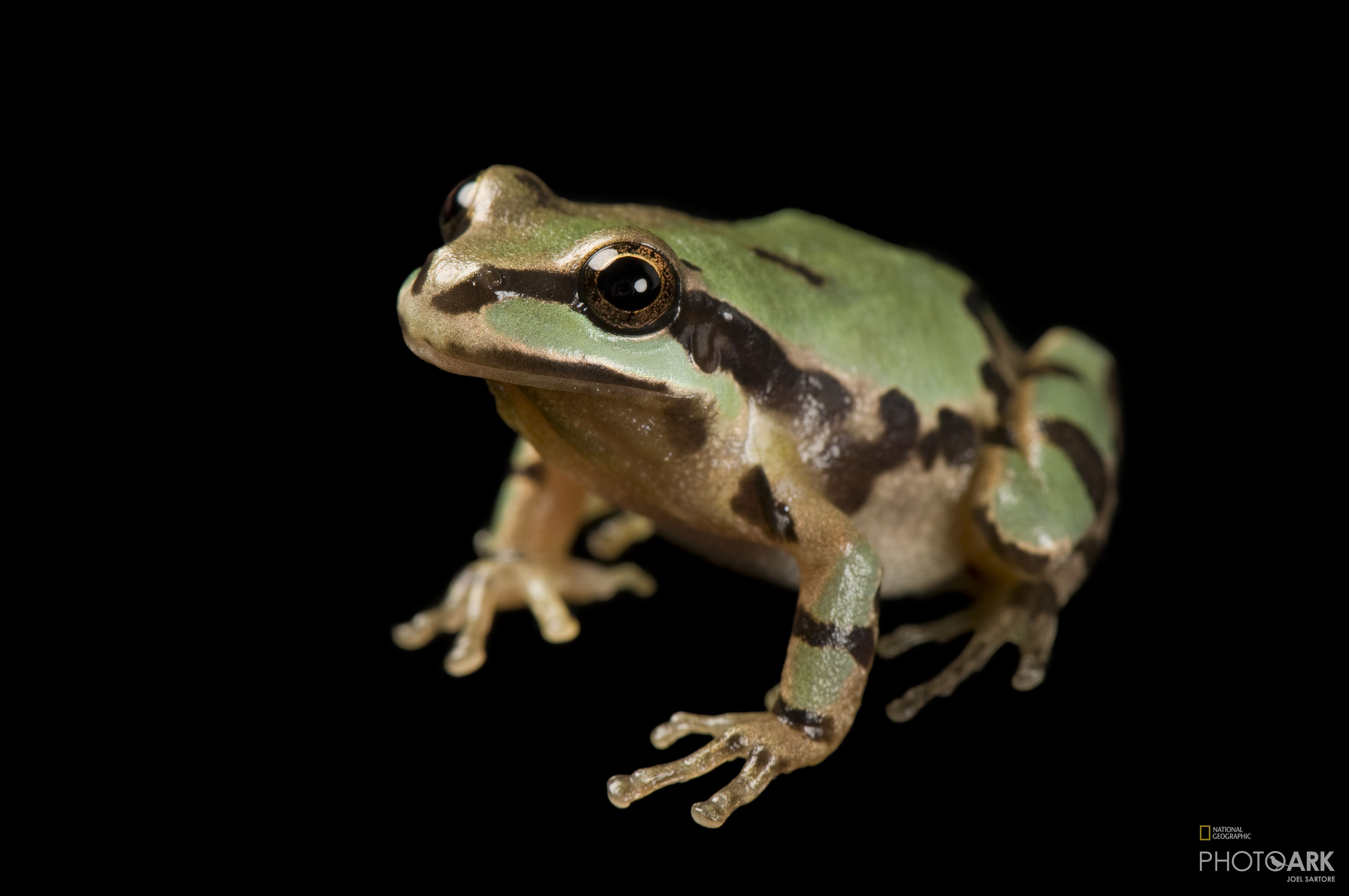 Photo Ark Home Arizona Tree Frog | National Geographic Society