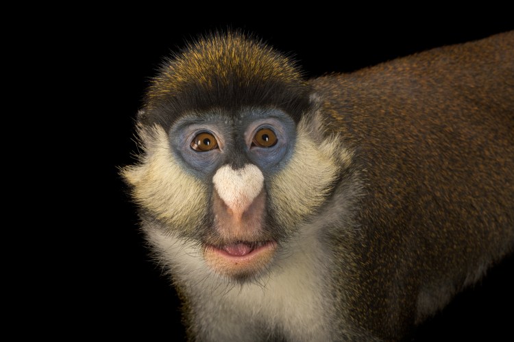 Photo Ark Home Schmidt's Red-Tailed Guenon | National Geographic Society