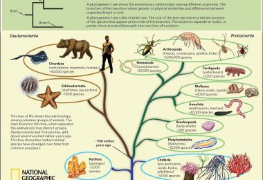 The Tree of Life | National Geographic Society