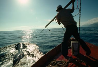 Big Fish: A Brief History of Whaling | National Geographic Society