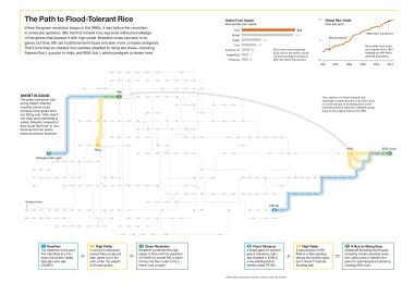 The Path to Flood-Tolerant Rice | National Geographic Society