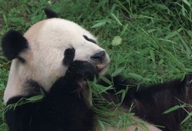 Giant Pandas 101 | National Geographic Society