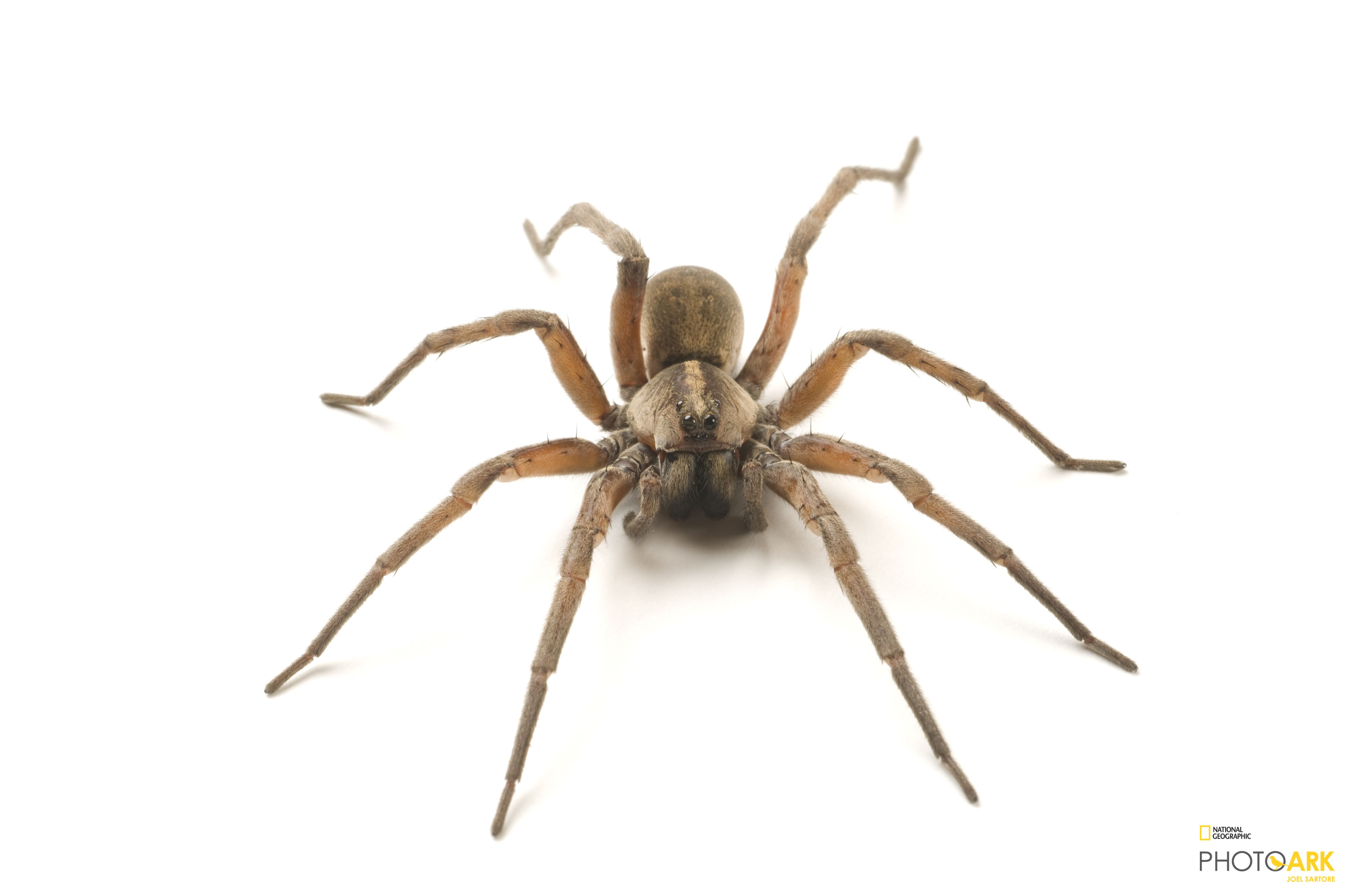 Photo Ark Home Wolf Spider | National Geographic Society
