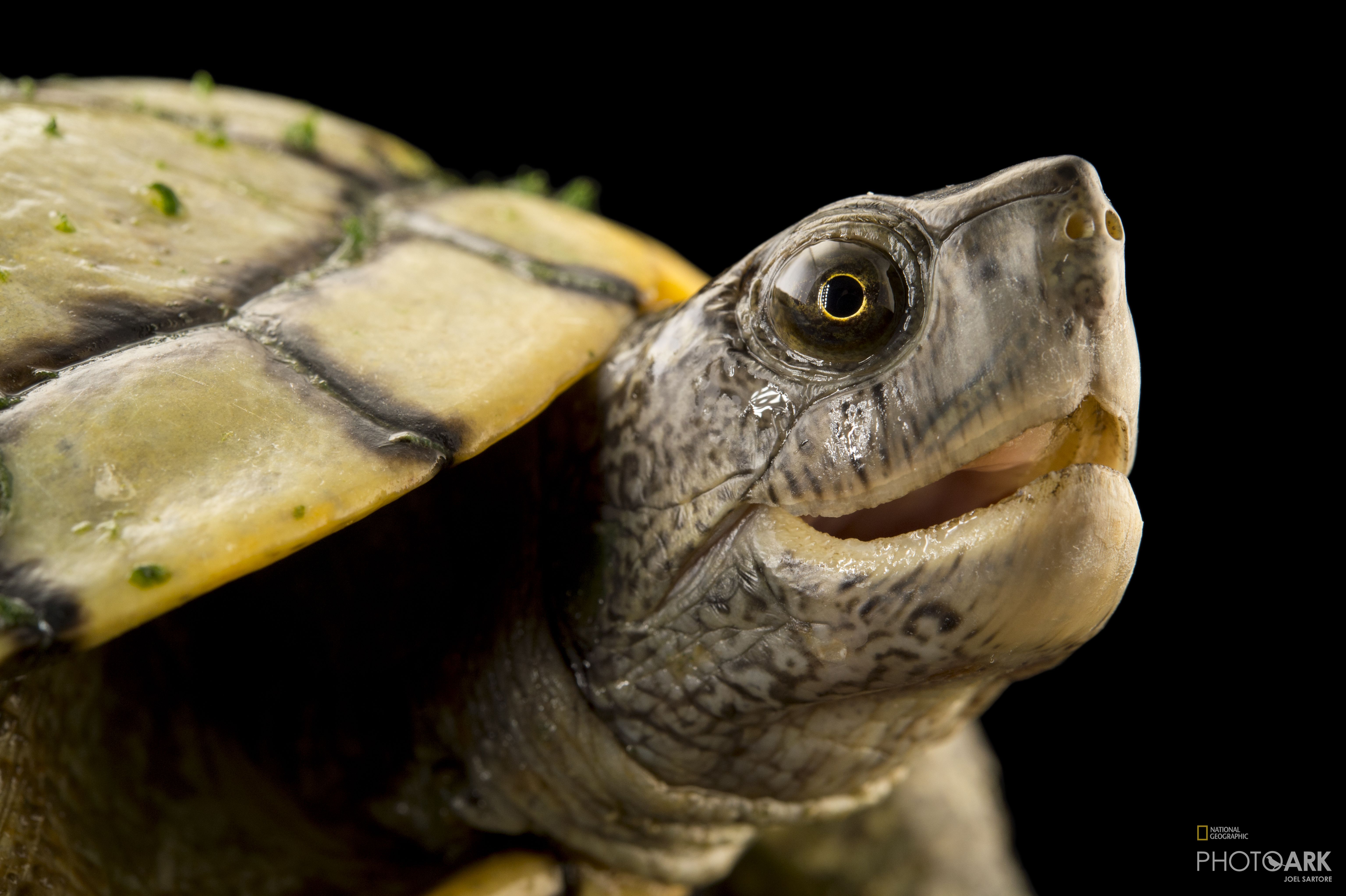 Photo Ark Home Cuban Slider | National Geographic Society