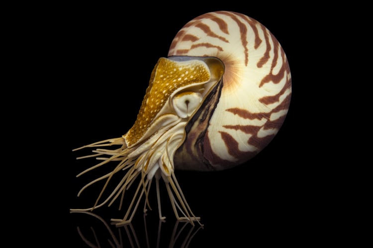 Photo Ark Home Nautilus | National Geographic Society