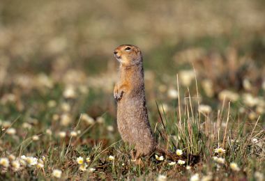 Some Animals Don’t Actually Sleep for the Winter, and other Surprises ...