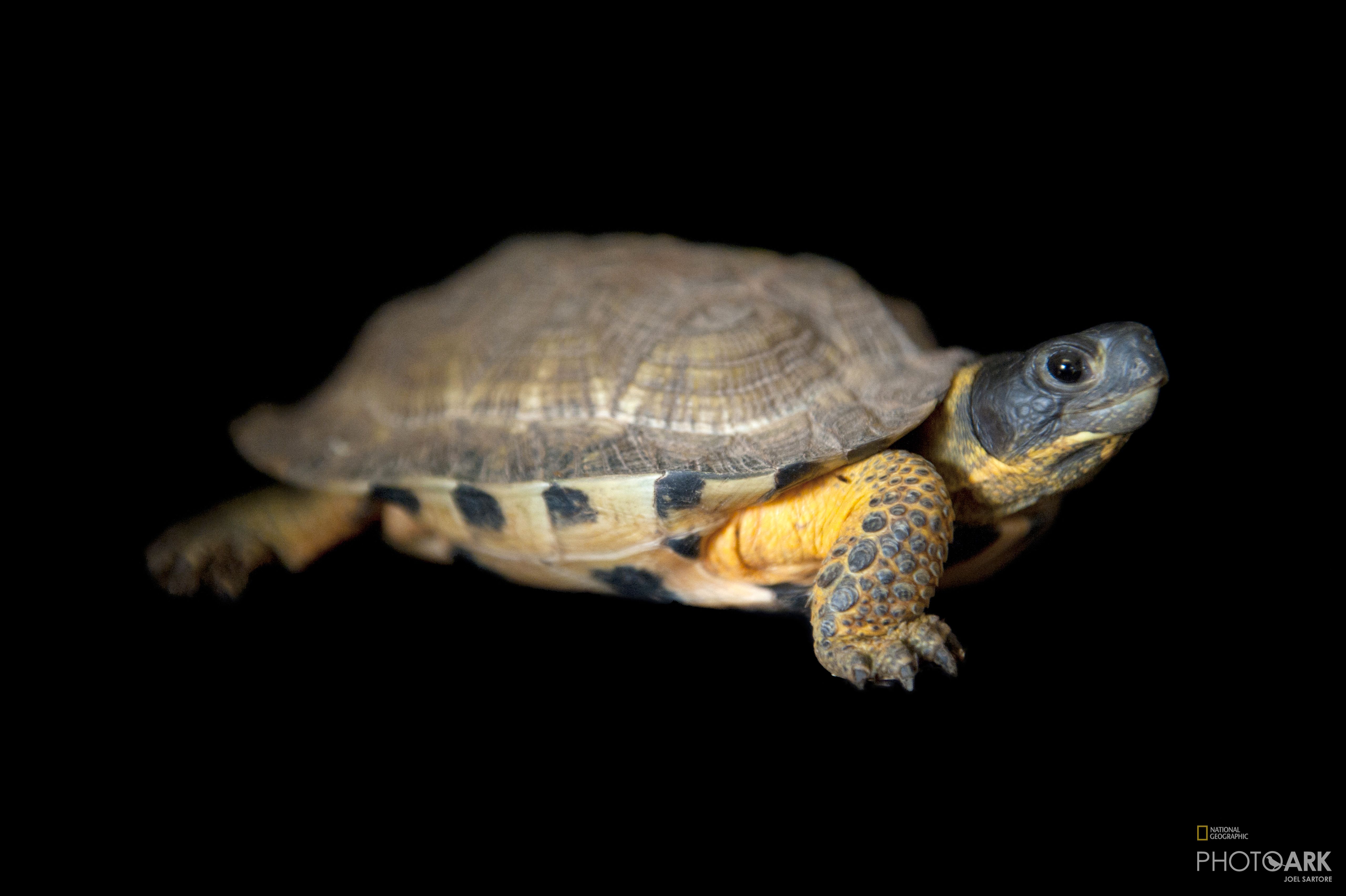 Photo Ark Home Vulnerable Wood Turtle | National Geographic Society