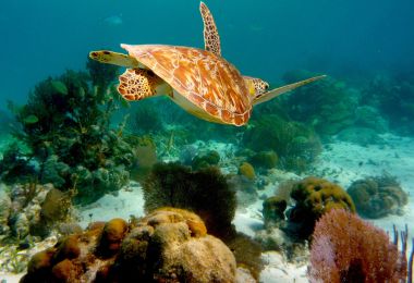 The Importance of Marine Protected Areas (MPAs) | National Geographic ...