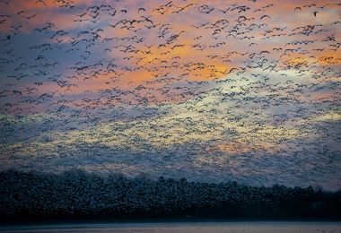 Migration | National Geographic Society