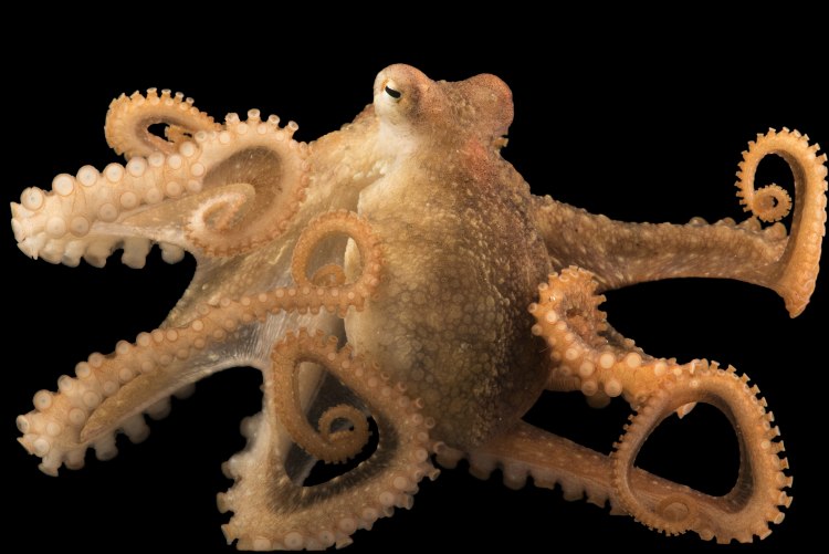 Photo Ark Home Red Octopus | National Geographic Society