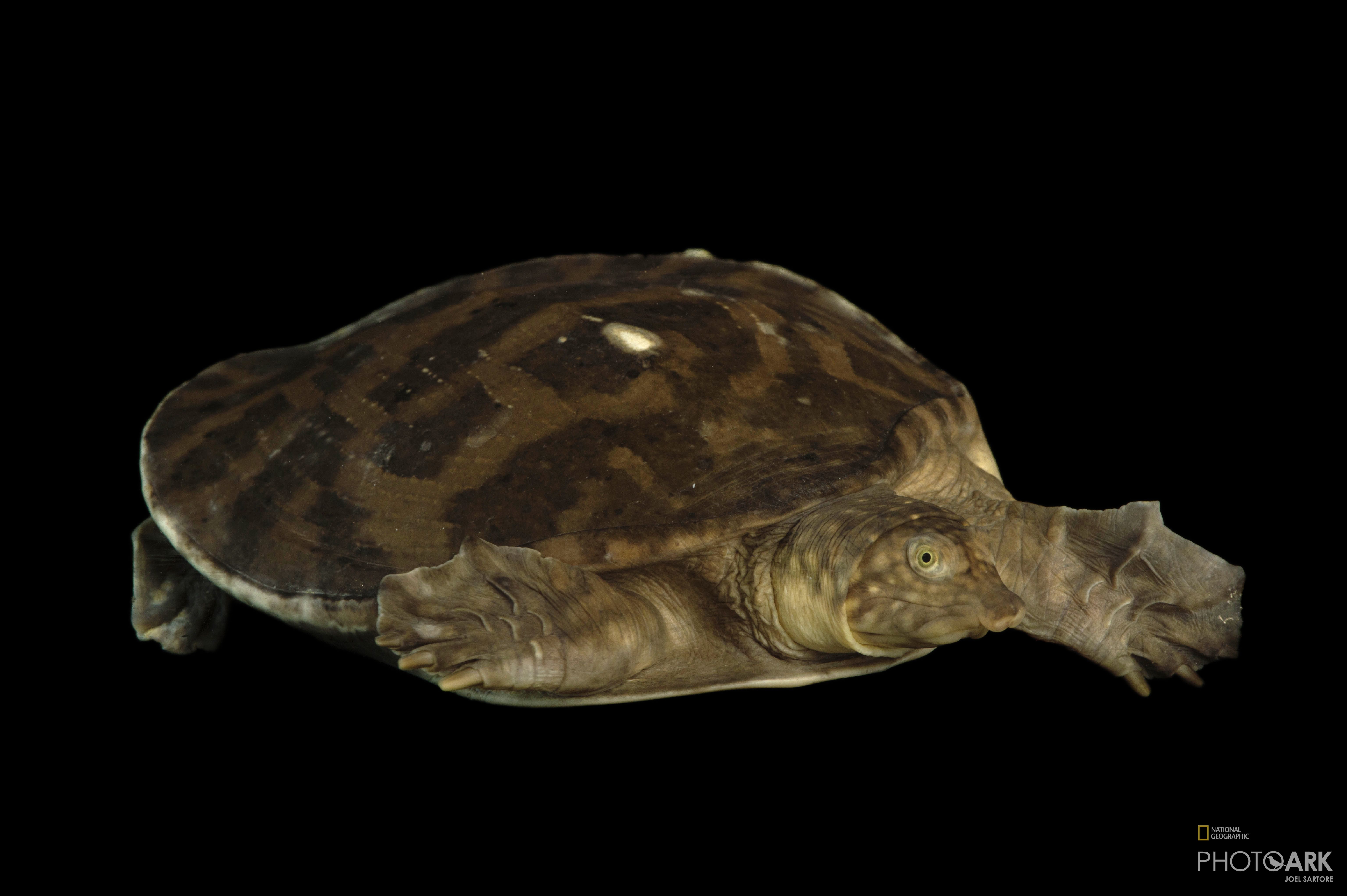 Photo Ark Home Zambezi Flapshelled Turtle | National Geographic Society