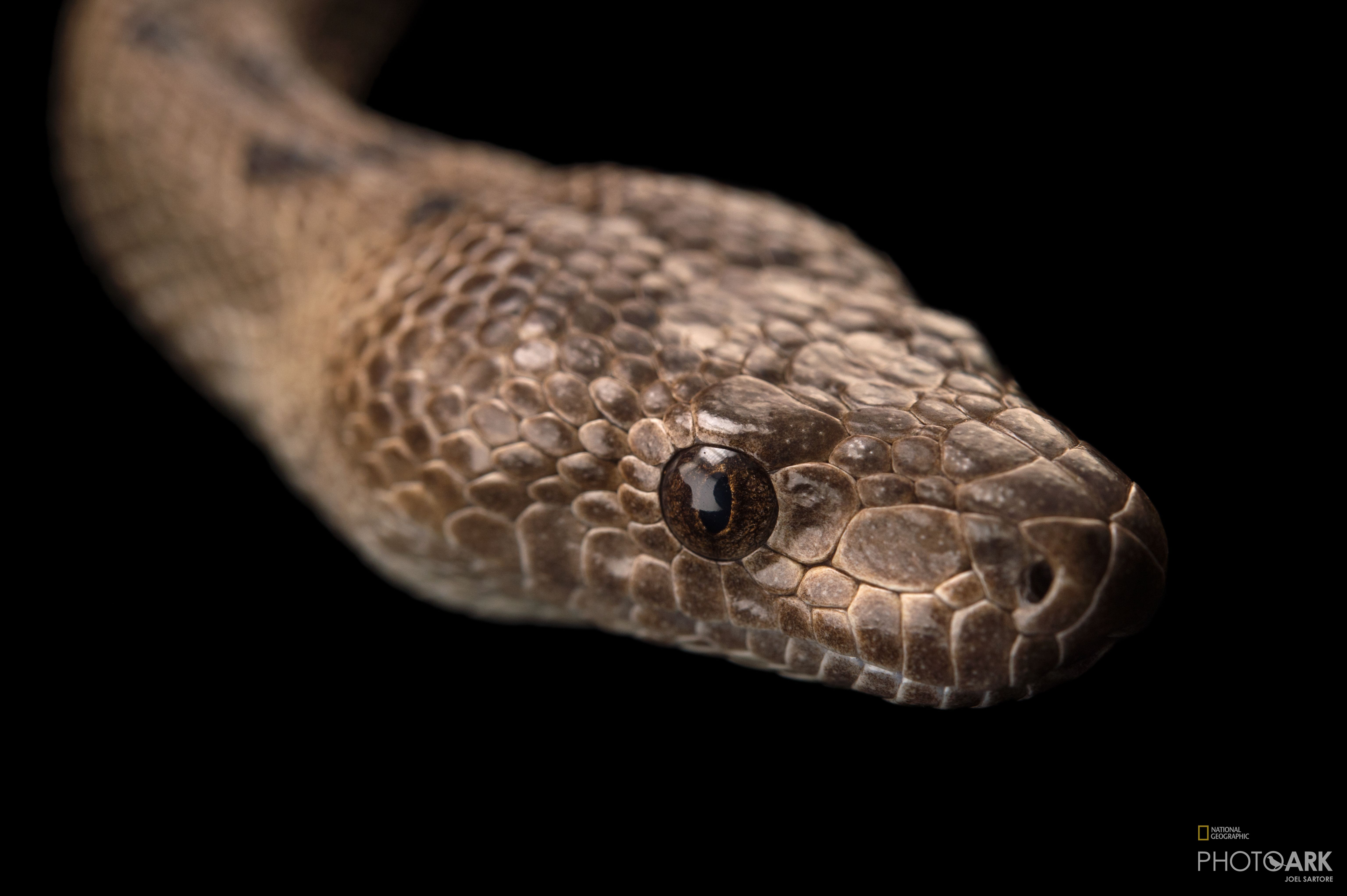 Photo Ark Home Abaco Island Boa | National Geographic Society