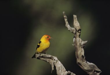 Birds | National Geographic Society