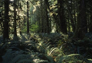 The Carbon Cycle | National Geographic Society