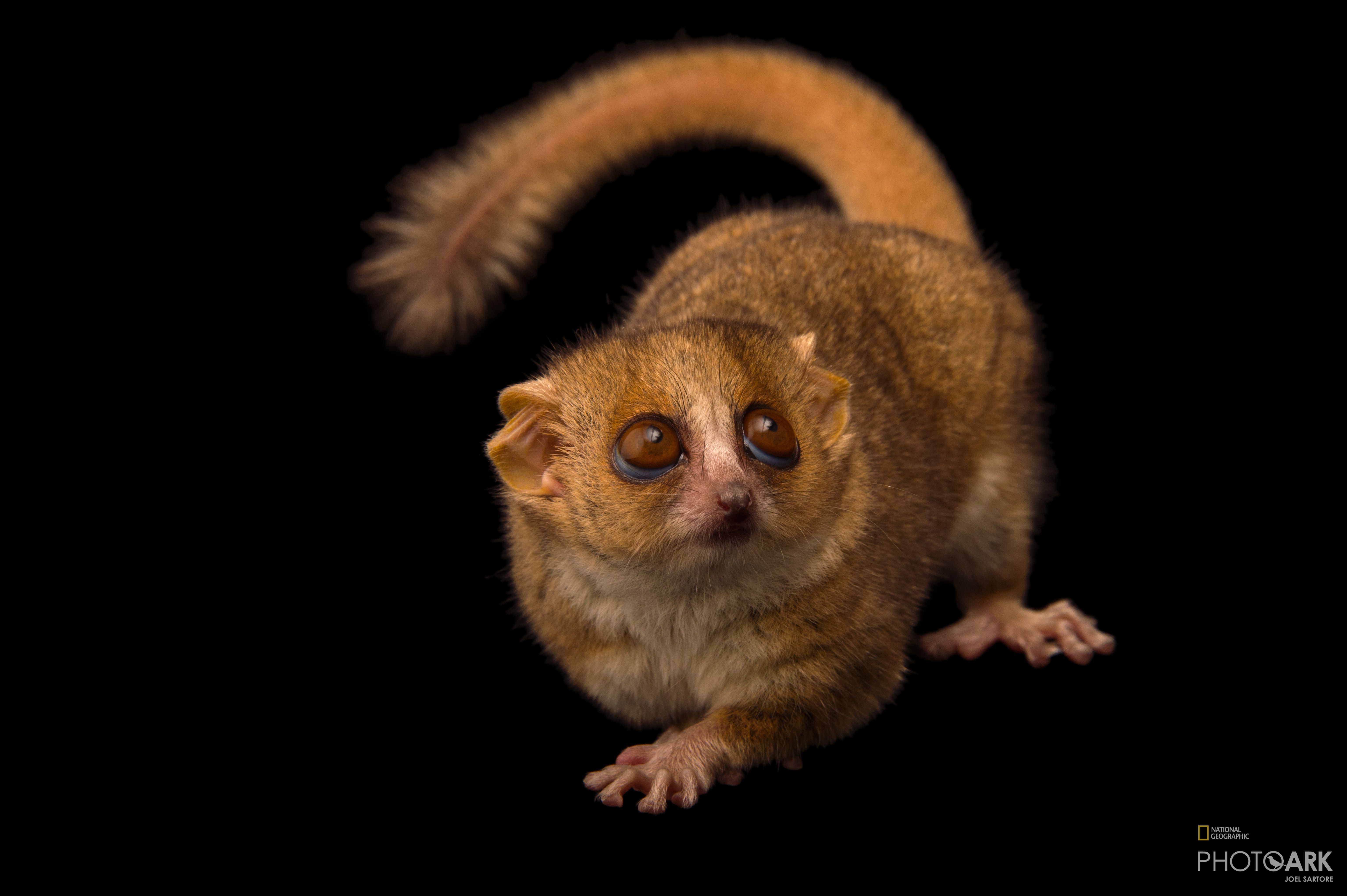 Photo Ark Home Grey Mouse Lemur | National Geographic Society
