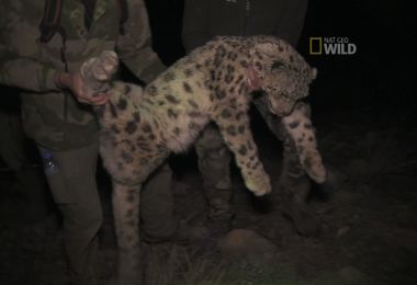 Snow Leopards Tagged in Afghanistan—A First | National Geographic Society