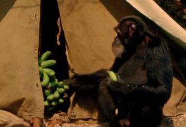Banana Thief | National Geographic Society