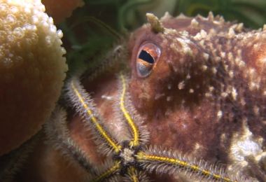 TIL: How Spiny Sea Creatures Regrow Body Parts | National Geographic ...