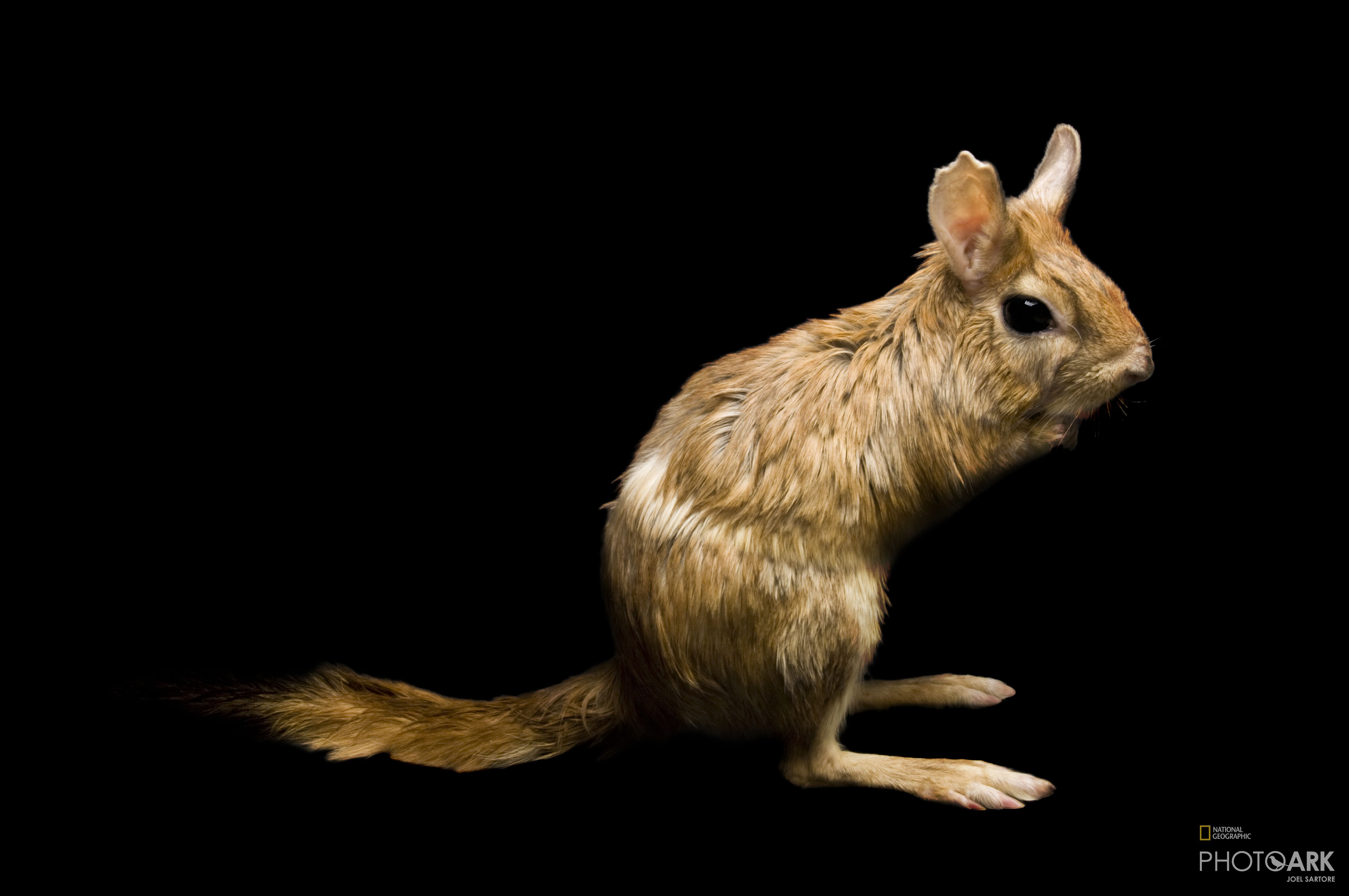 Photo Ark Home Springhaas Or Spring Hare | National Geographic Society