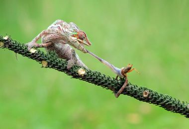 Heterotrophs | National Geographic Society
