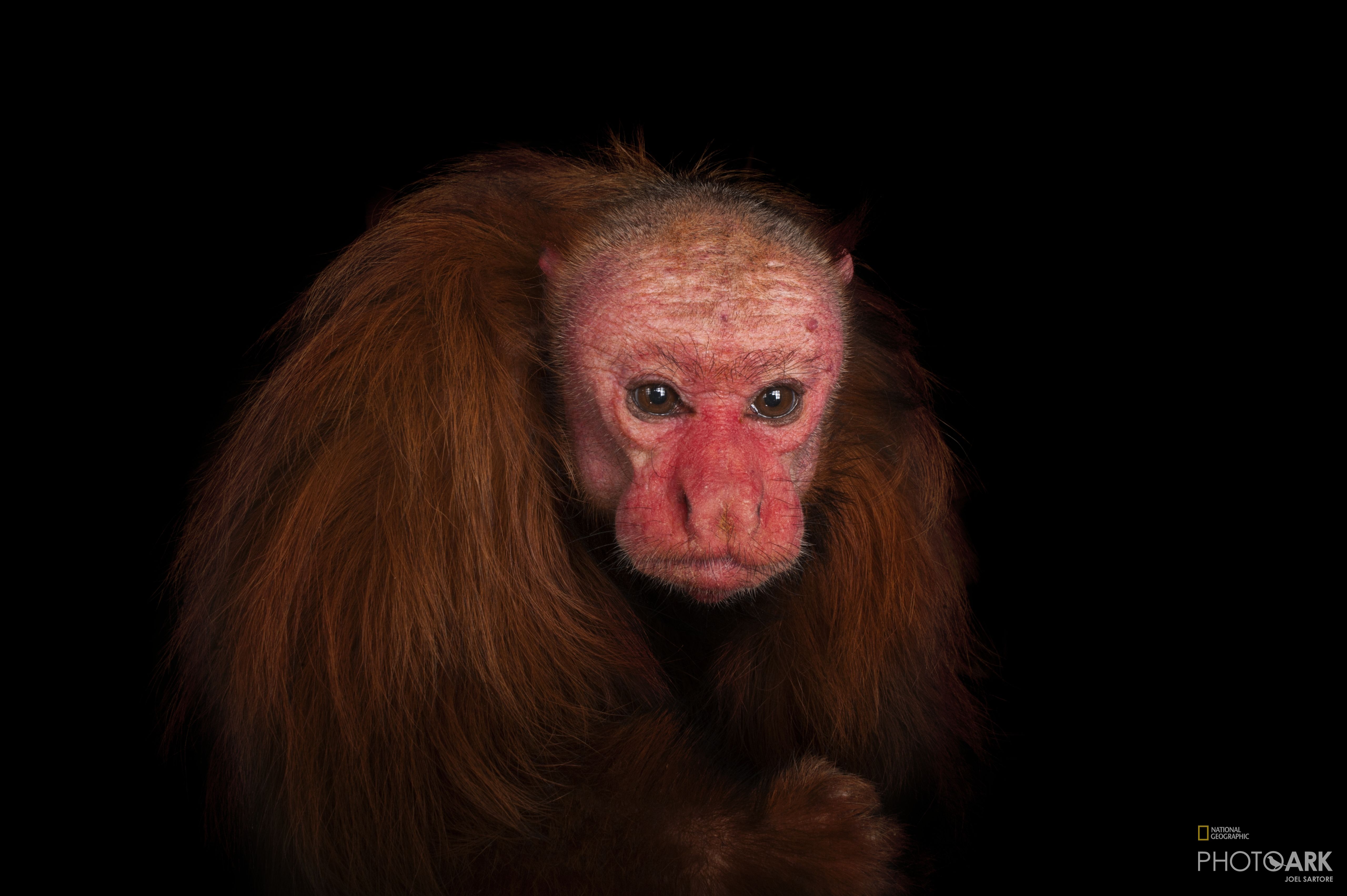 Photo Ark Home Rare Red Uakari Monkey | National Geographic Society