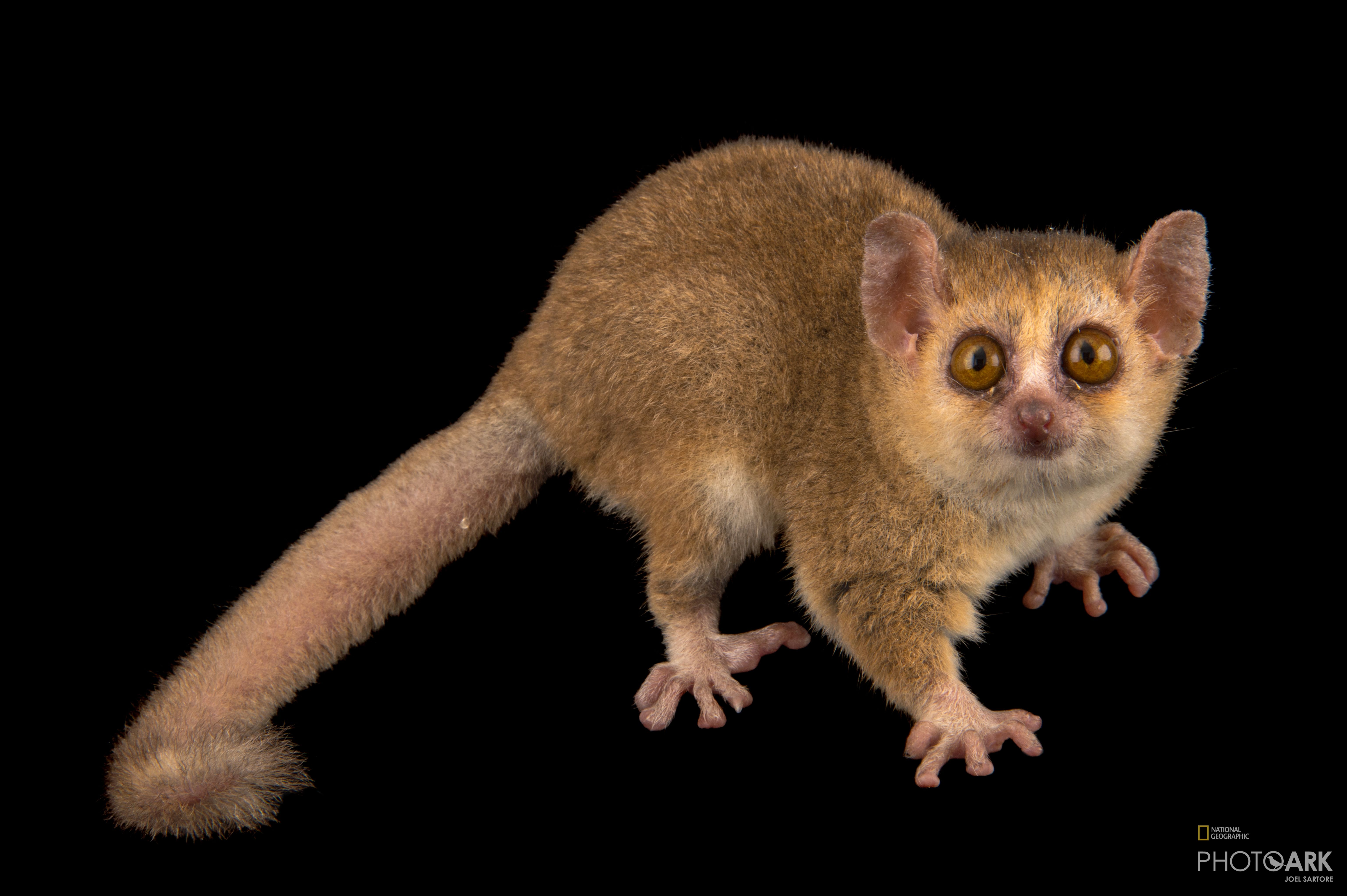 Photo Ark Home Grey Mouse Lemur | National Geographic Society