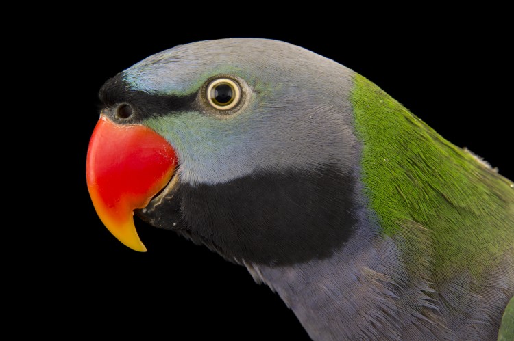 Photo Ark Home Lord Derby's Parakeet | National Geographic Society