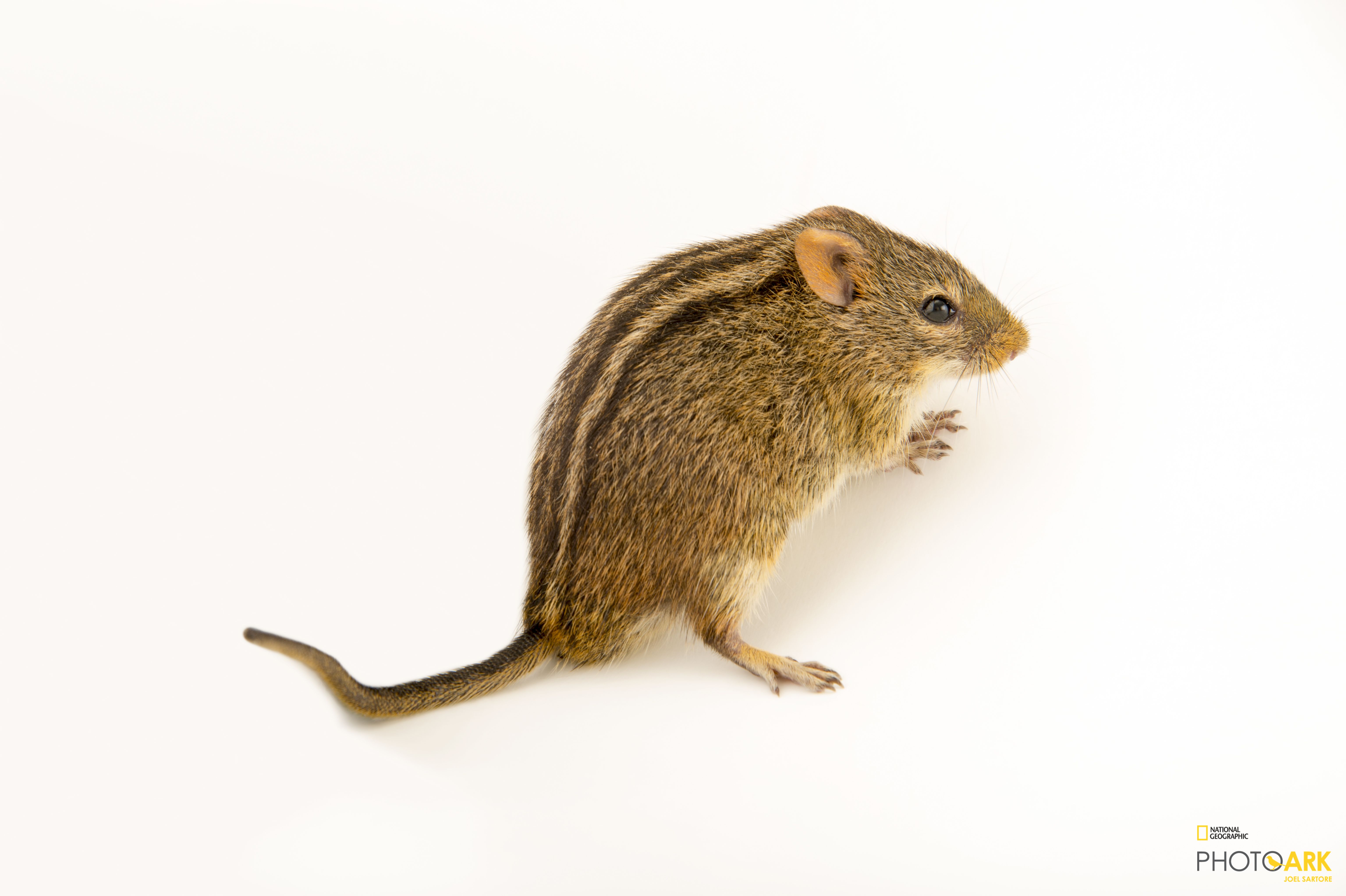 Photo Ark Home Mesic Four Striped Grass Mouse | National Geographic Society