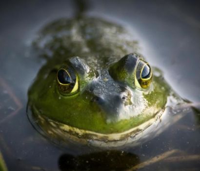 Field-Based Environmental Service Learning | National Geographic Society