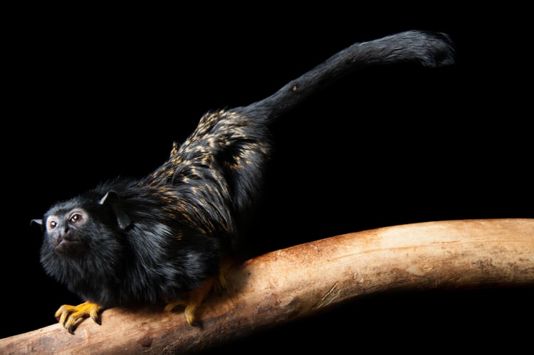 Photo Ark Home Golden-Handed Tamarin | National Geographic Society