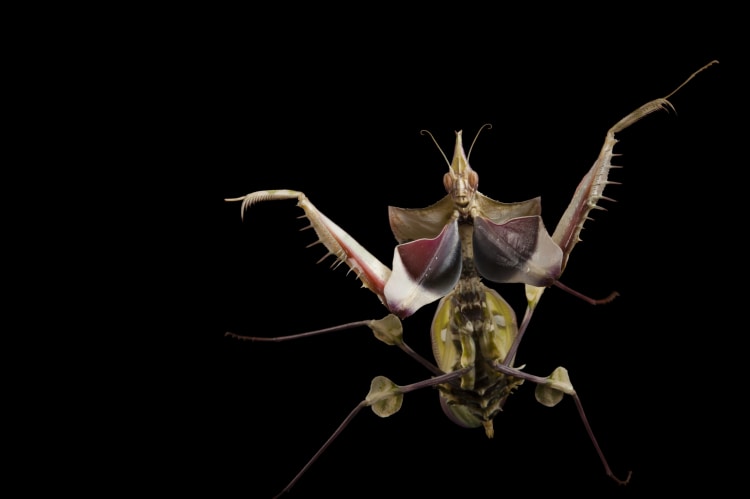 Photo Ark Home Devil's Flower Mantis | National Geographic Society