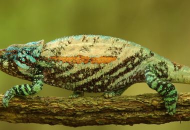 TIL: How Chameleons Change Color | National Geographic Society