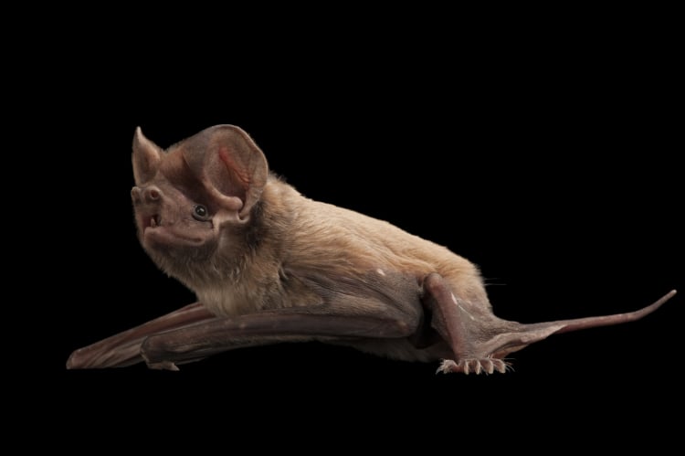 Photo Ark Home Critically Endangered Florida Bonneted Bat | National ...
