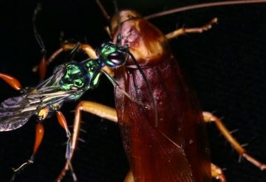 TIL: This Wasp Turns Prey Into Zombies | National Geographic Society