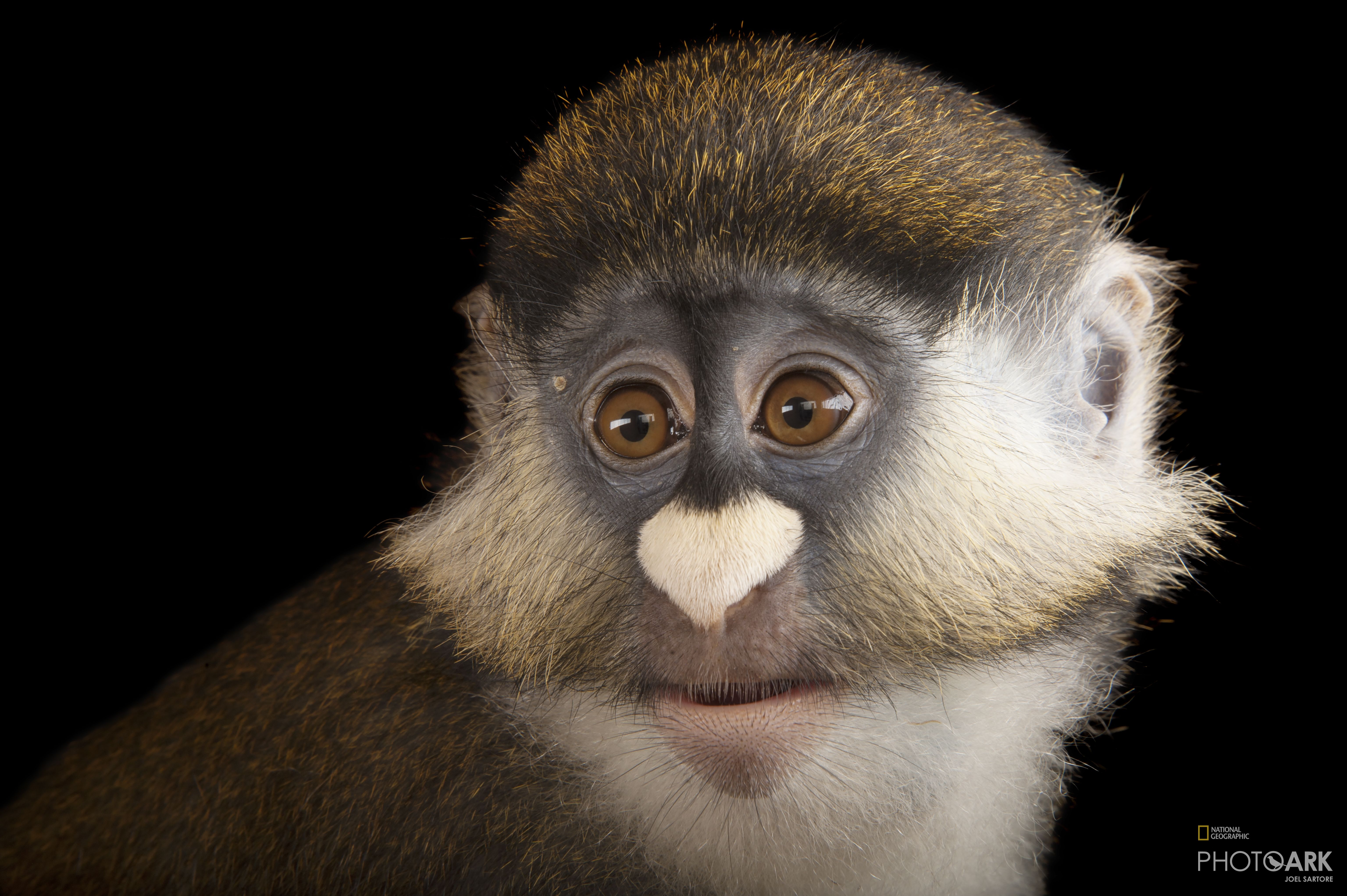 Photo Ark Home Schmidt's Red-Tailed Guenon | National Geographic Society