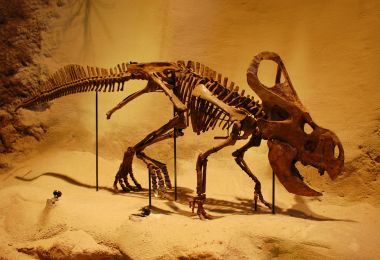 Extinction | National Geographic Society