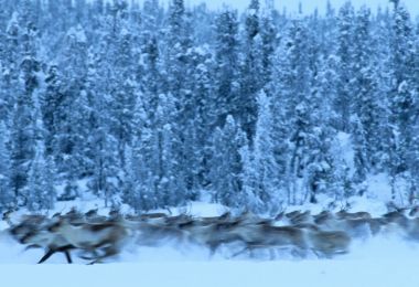 taiga | National Geographic Society