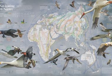 Animal Migration | National Geographic Society