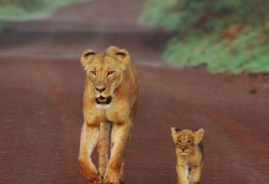 Living With Urban Lions | National Geographic Society