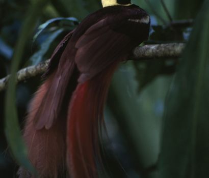 Evolution: Changing Species Over Time | National Geographic Society